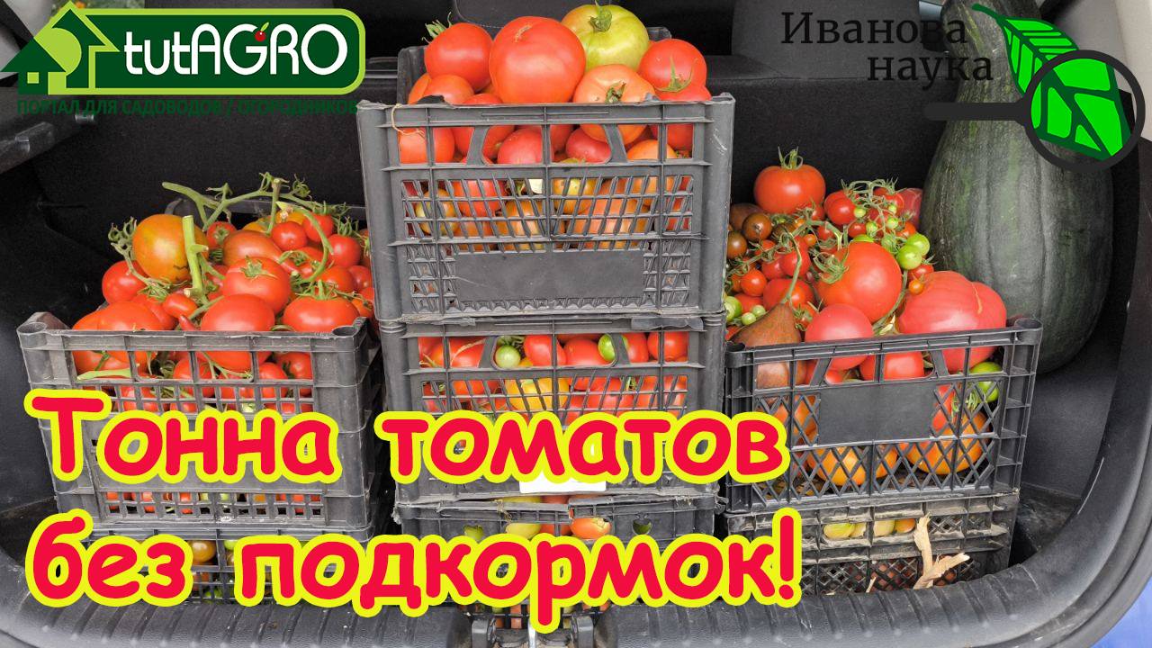 УРОЖАЙ ТОМАТОВ - ТОННА и БЕЗ ПОДКОРМОК! Как вырастить много вкусных томатов вообще без подкормок?