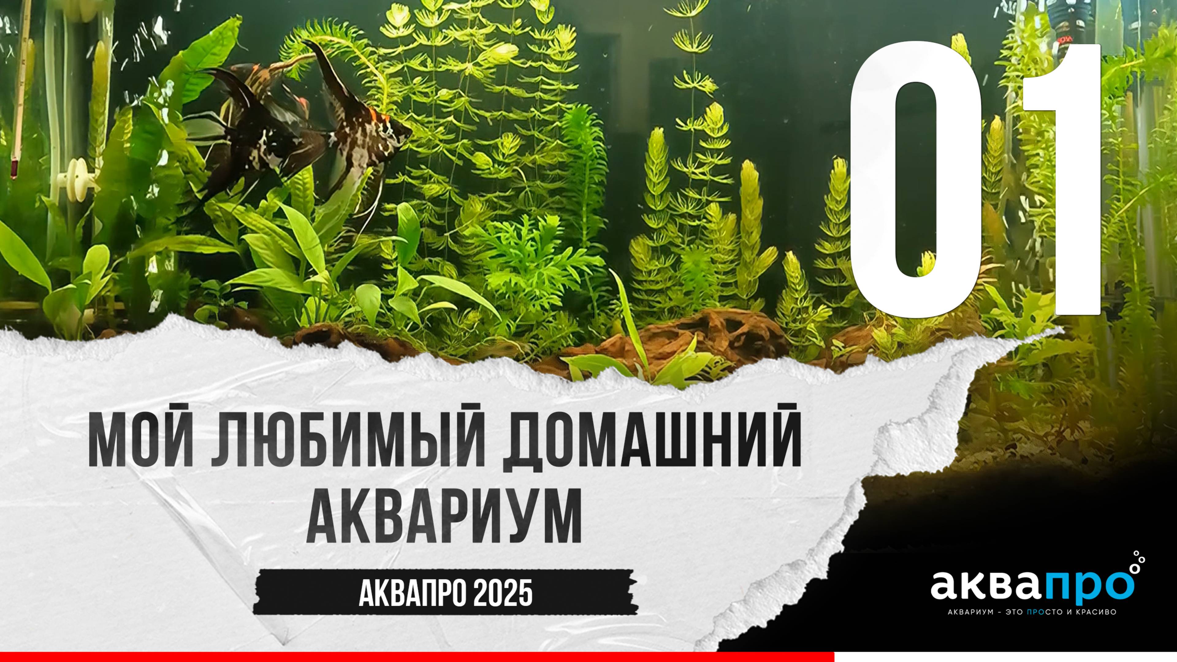 01. Мой любимый домашний аквариум. #АкваПро