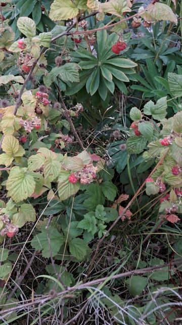 Малина и черника в Швеции