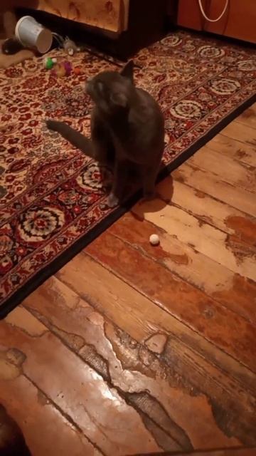 Кот Атос играет с шариком #shorts #котатос #котиграет #атос #кошачьиигры