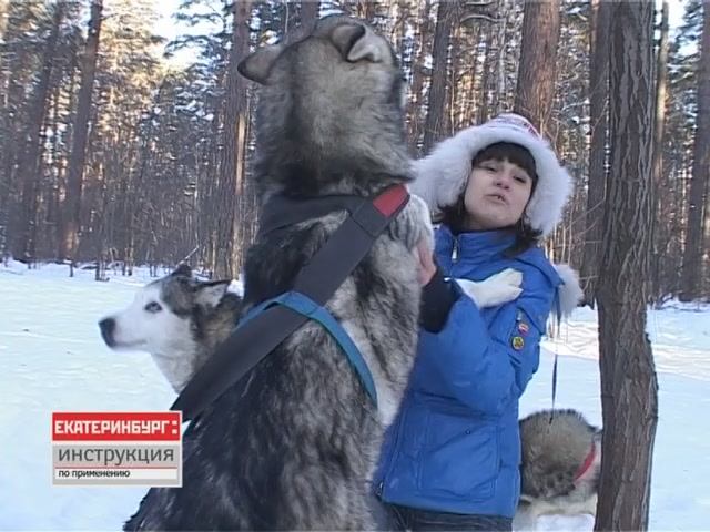 Катаемся в собачьей упряжке!