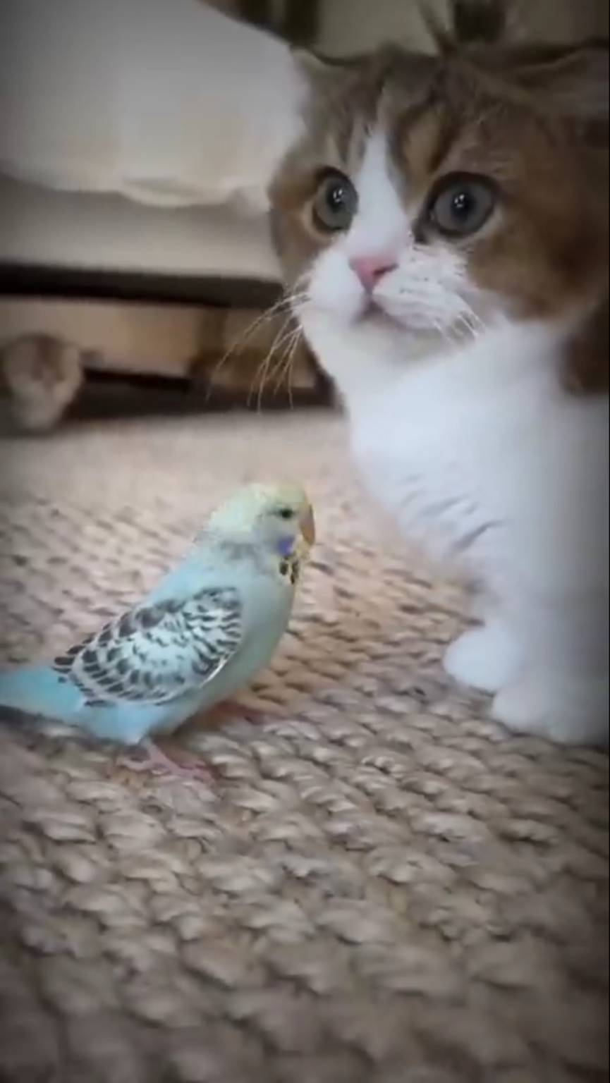 Котёнок против попугая 🐾🦜 #shorts