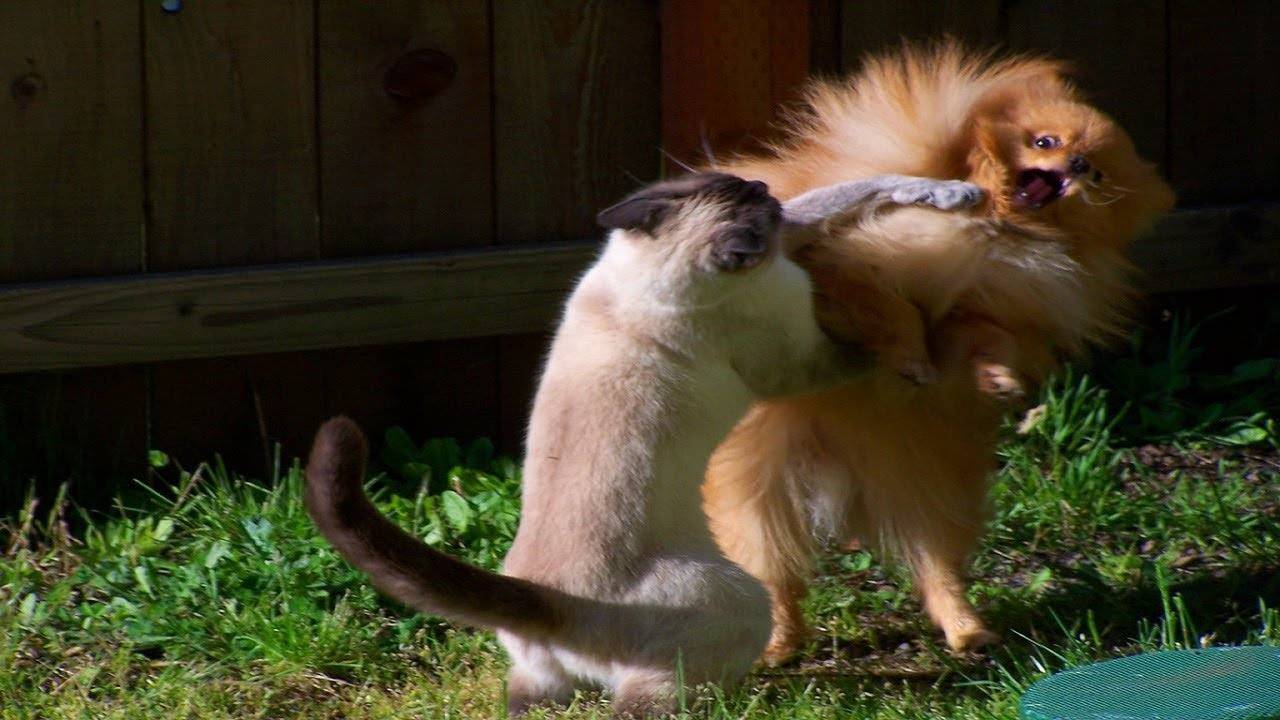 ПРИКОЛЫ С ЖИВОТНЫМИ ДО СЛЕЗ #200 Смешные КОТЫ И СОБАКИ  Приколы