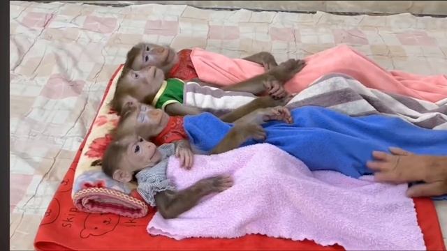 Обезьянки ЛАПУСЕЧКИ тащат свое одеяло Укладываются спять симпатяшки
