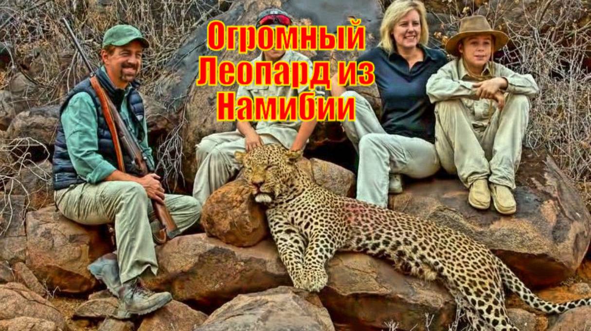 Огромный Леопард из Намибии