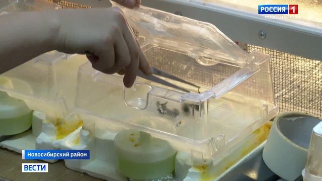 Репортаж с производства "БиоИнновации". Как разводят шмелей для опыления.