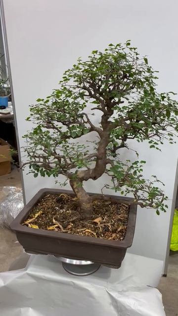 Вяз мелколистный китайский #1 80*60*50