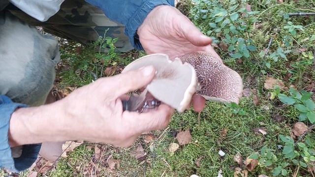Редкие сьедобные грибы в лесу. Ежовик Коричневый.