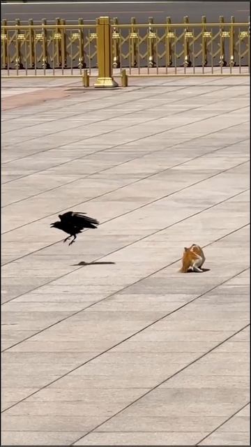 Ворона достаёт кота