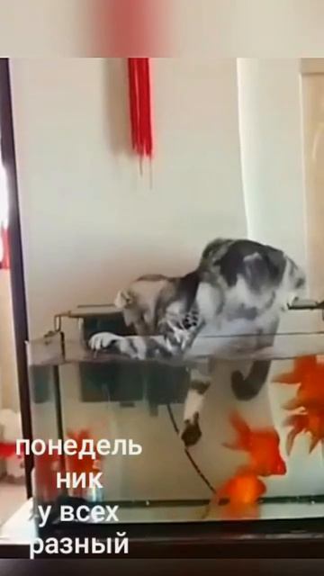 Понедельник у всех разный