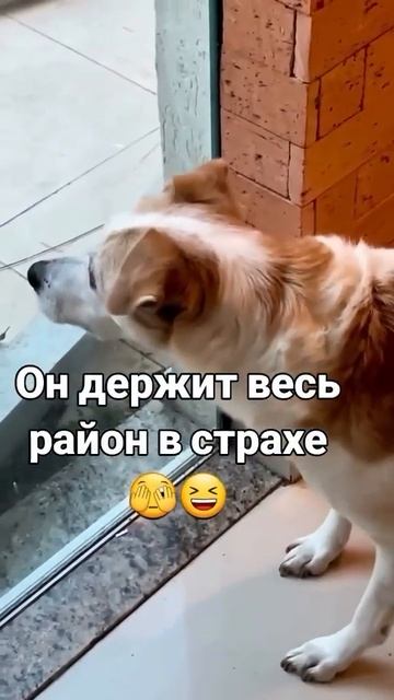 Он держит весь район в страхе