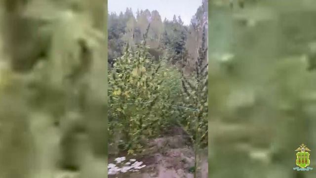 Пензенская полиция обнаружила на лесной поляне 116 кустов конопли и палатку, где сушились наркотики