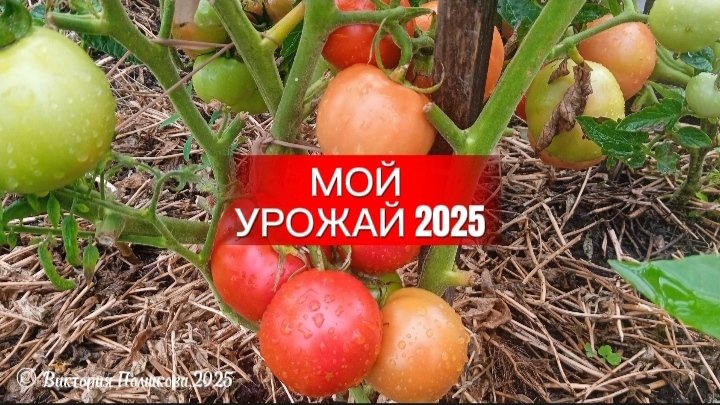 Мой богатый урожай 2025 года