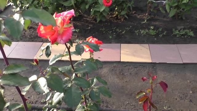 Розы 17 сентября