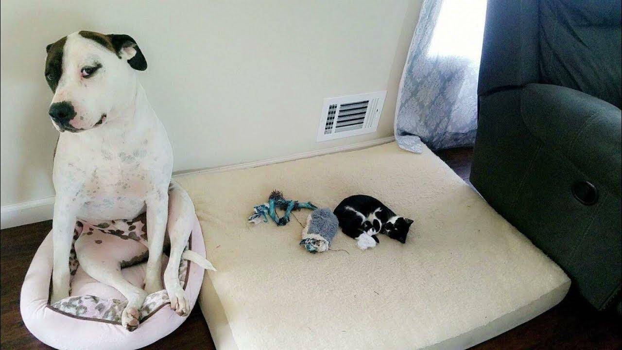 ПРИКОЛЫ С ЖИВОТНЫМИ ДО СЛЕЗ #201 Смешные КОТЫ И СОБАКИ  Приколы