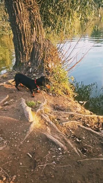 Прогулка в Митинский парк в сентябре с таксой Диной 🐩🍃🥰