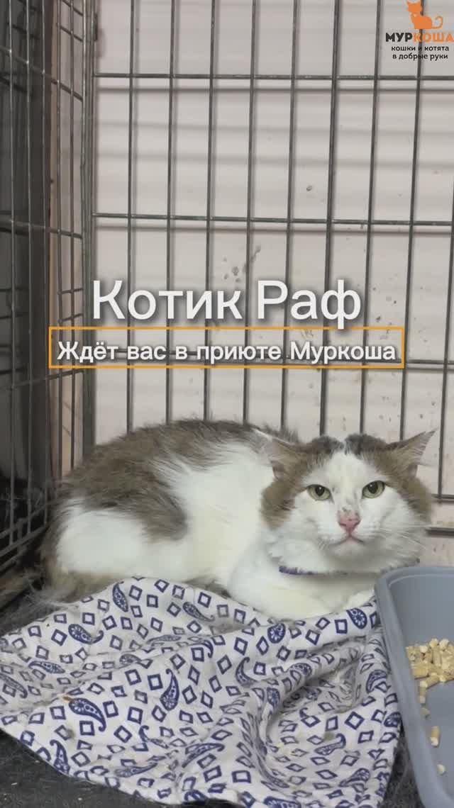 Раф ждёт вас в приюте #Муркоша