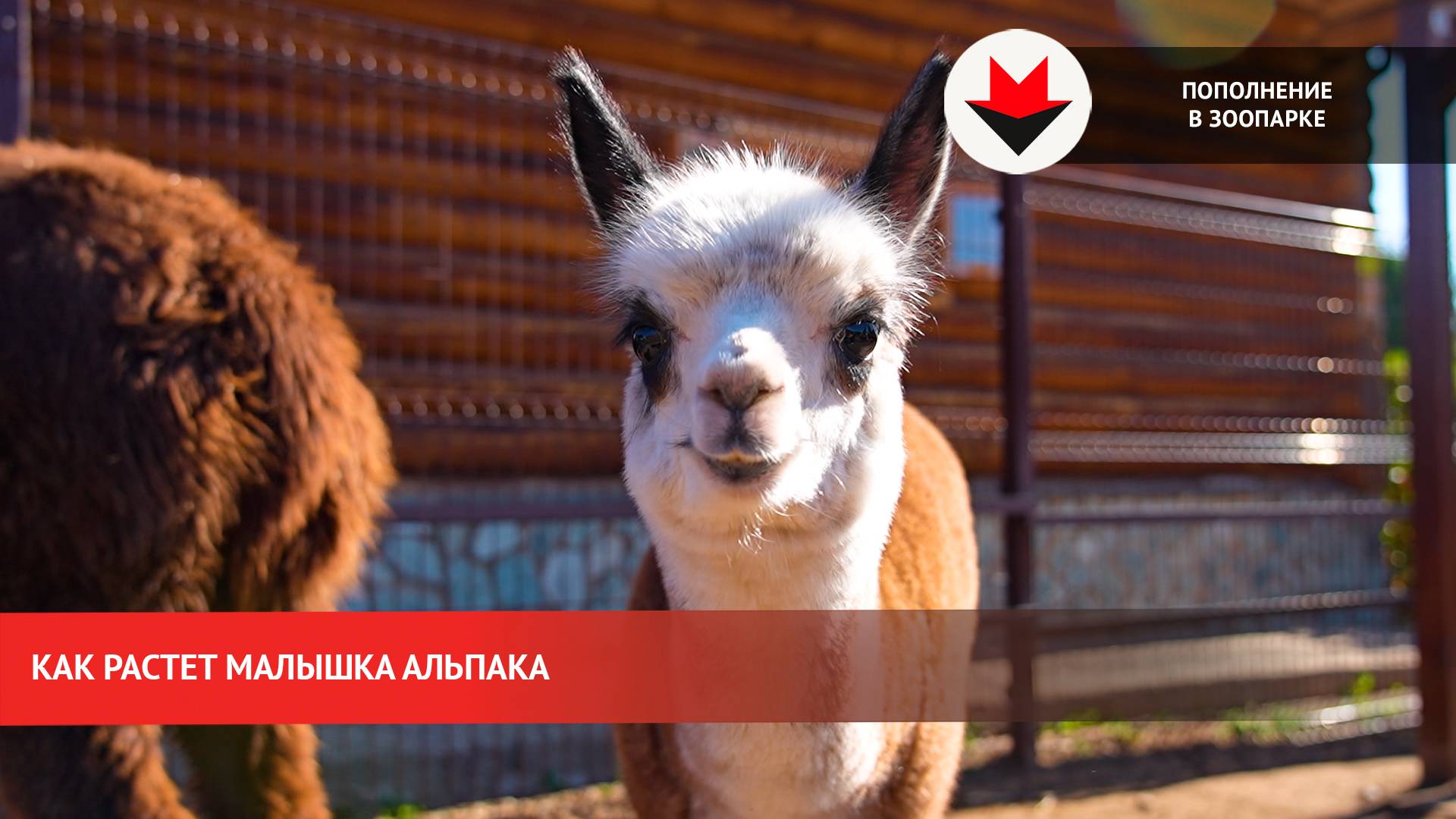 Малышка альпака в зоопарке Удмуртии