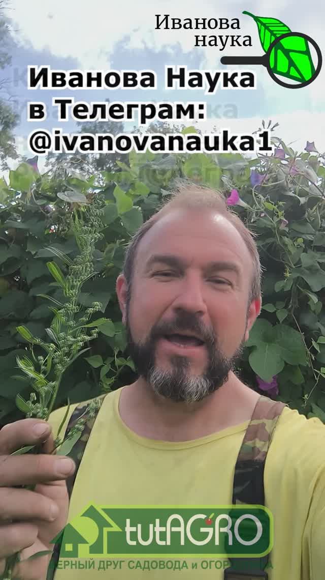 НЕ РВИТЕ ЛЕБЕДУ! Лебеду оставляйте в огороде! Вот почему нельзя полоть лебеду! Лебеда лучший сидерат