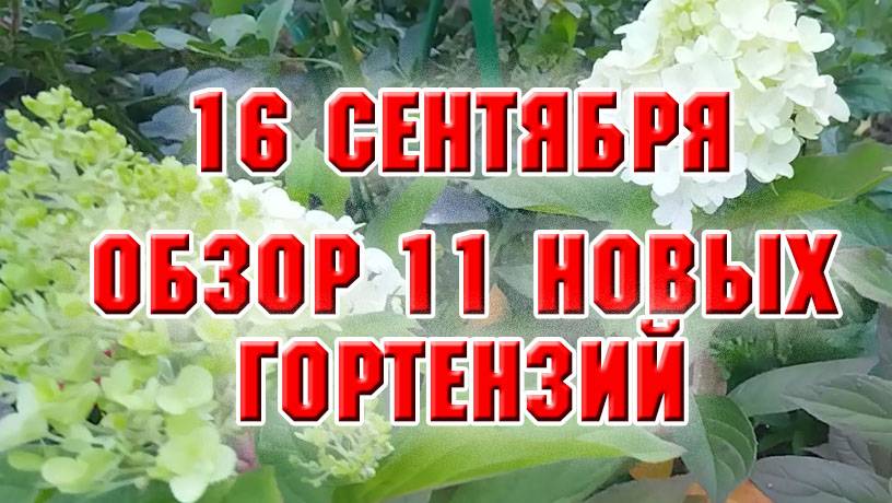 16 сентября. Новые 11 гортензий