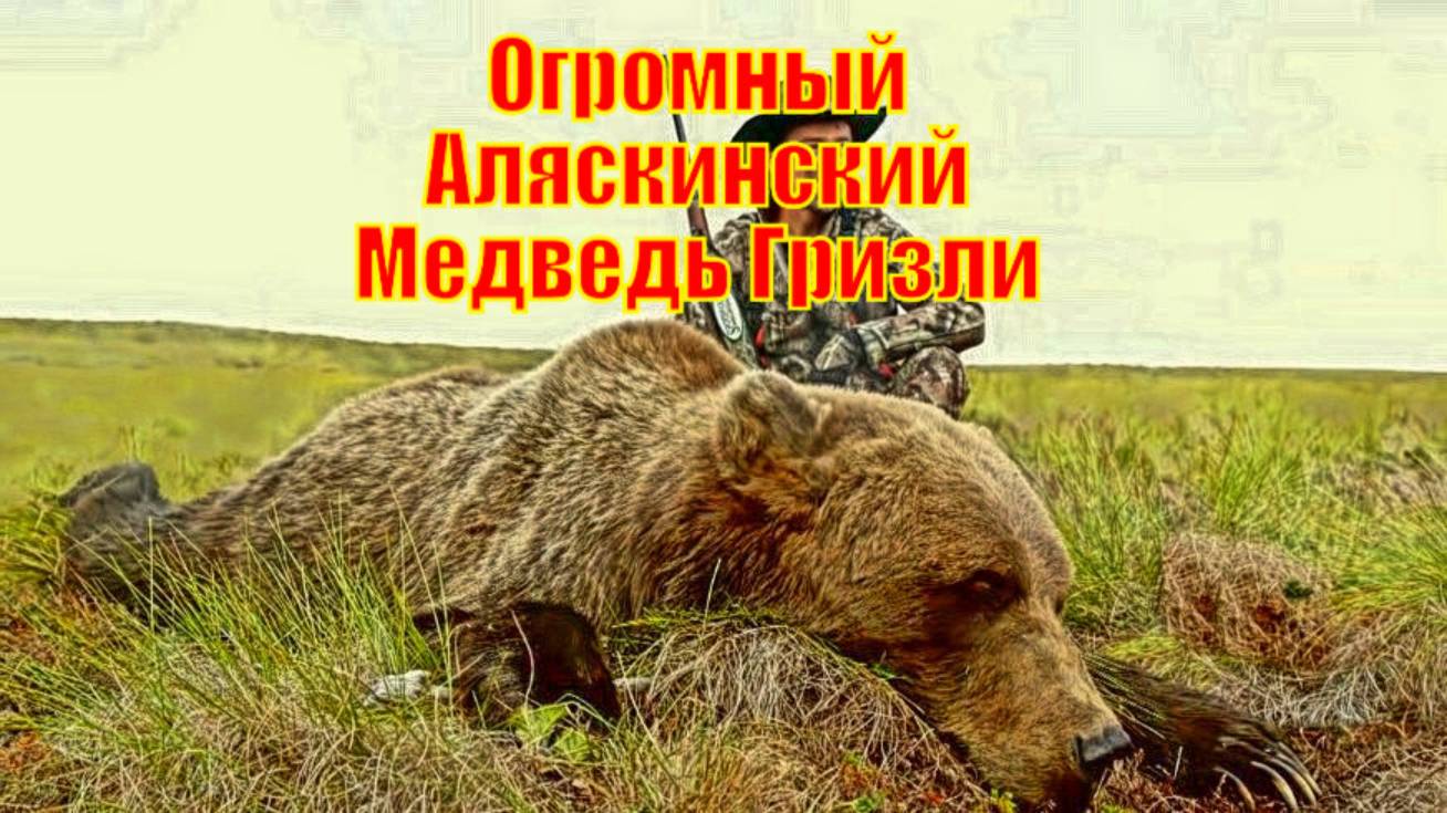 Огромный Аляскинский Медведь Гризли