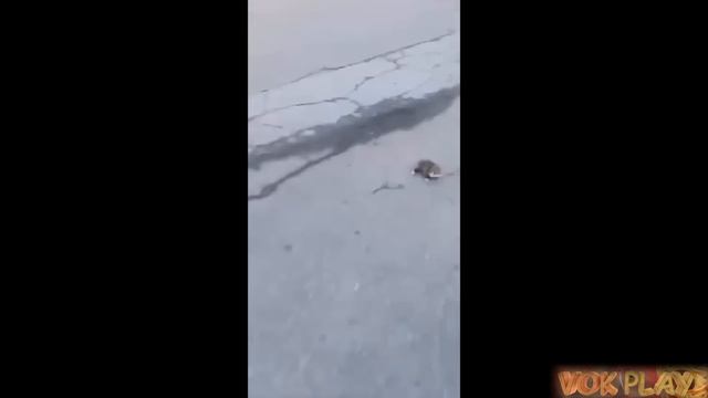 Засмеялся - проиграл челлендж. Лучшие приколы #35