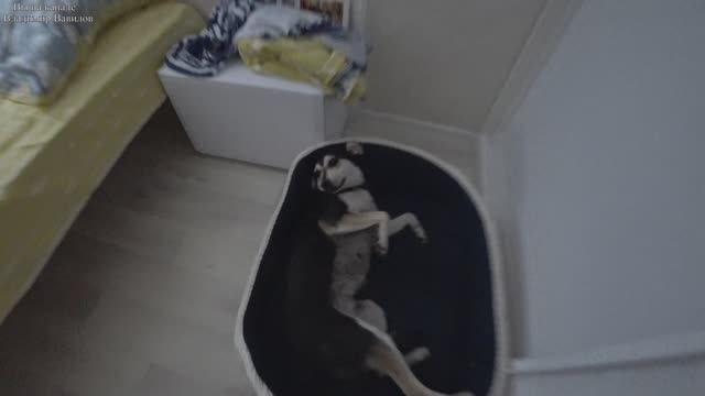 Раннее утро. Проснулись гулять. 22.08.2025