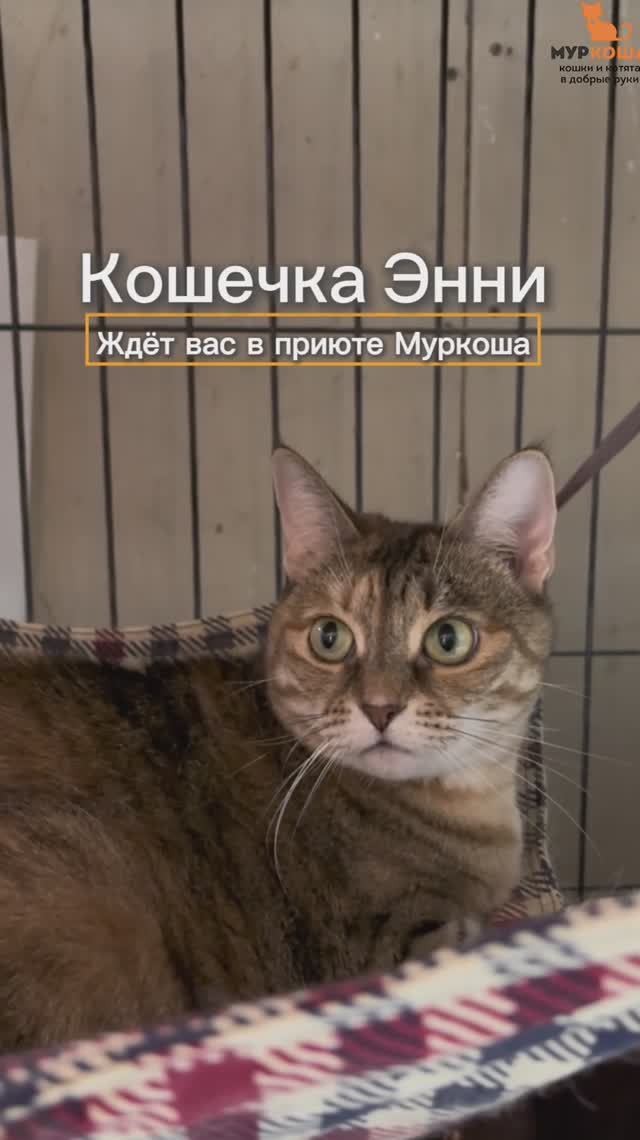Энни ждёт вас в приюте #Муркоша