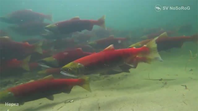 Почему мясо Нерки (Red salmon) — Oncorhynchus nerka имеет ярко красную окраску ?