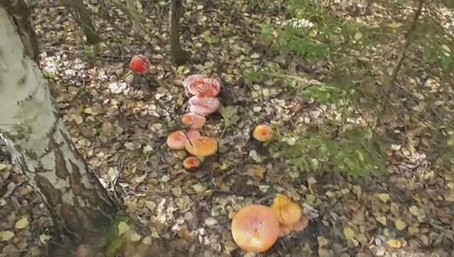 красивые мухоморы   #тайга#мухоморы#