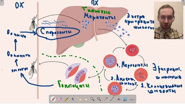 Малярия. От этиологии и жизненного цикла до лечения