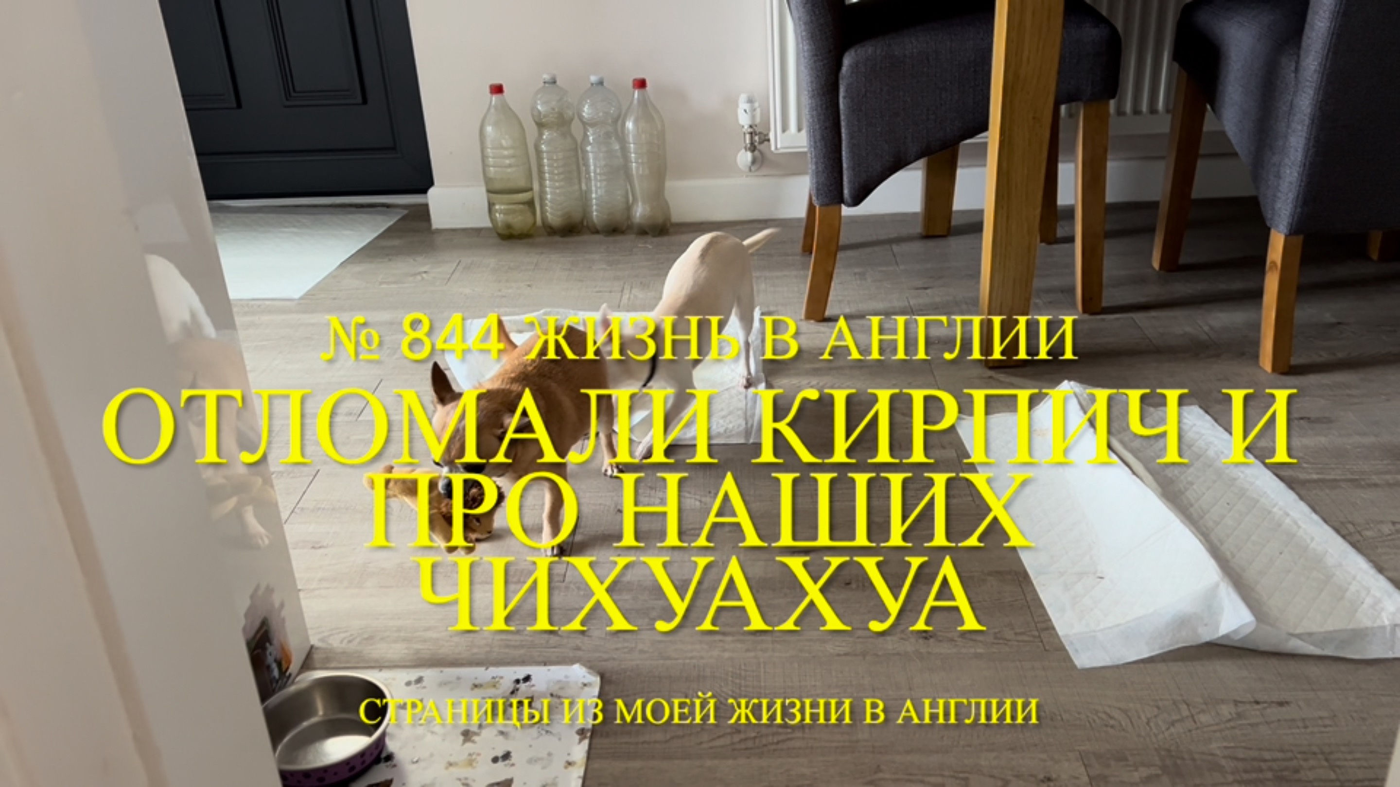 Отломали кирпич. Про наших чихуахуа Лилли и Люси. № 844 Жизнь в Англии.