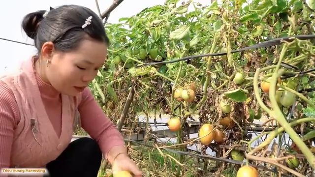 Harvesting the orchard full of sour apples and picking tomatoes to sell at the market. Trieu Mai Huo