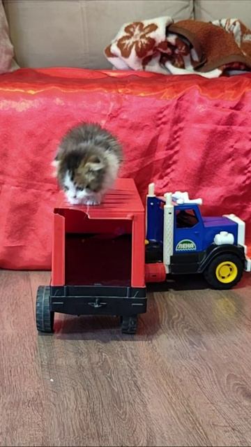 Котенок выпрыгнул из грузовика. #котенок