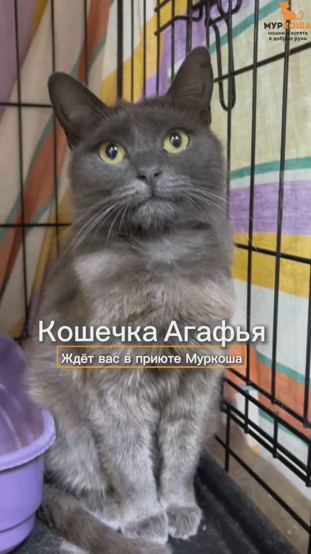 Агафья ждёт вас в приюте #Муркоша