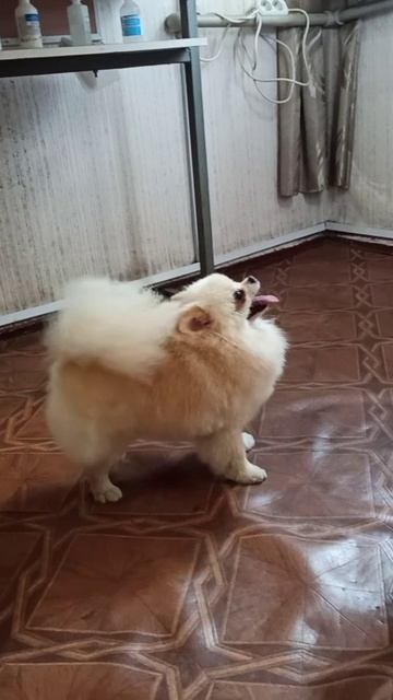 Шпиц Пушок подстригся и хвастается причёской. Зоосалон Eteluin г.Краснодон