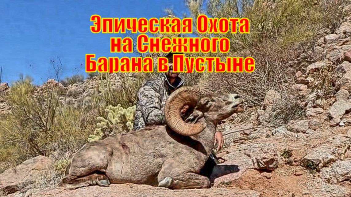 Эпическая Охота на Снежного Барана в Пустыне