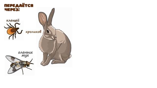 Туляремия - причины, этиология, симптомы, терапия