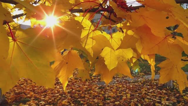 ОСЕННИЙ ВАЛЬС, ОСЕННИЙ ДЖАЗ, ОСЕННИЙ БЛЮЗ - Стихи Надежды Шубиной(из цикла "Очарование осени"