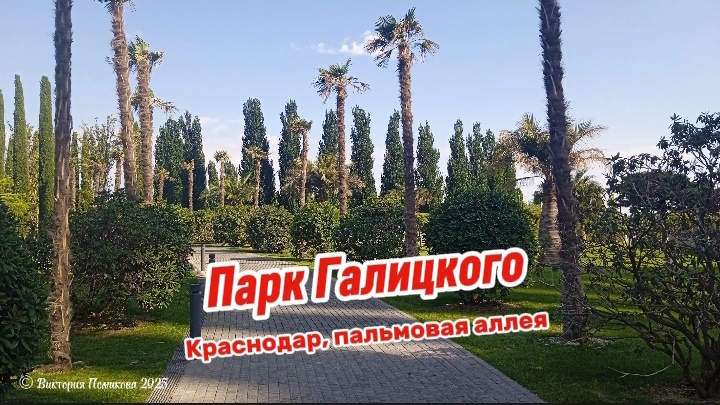 Парк Галицкого Краснодар, пальмовая аллея