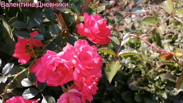 Моя розочка.