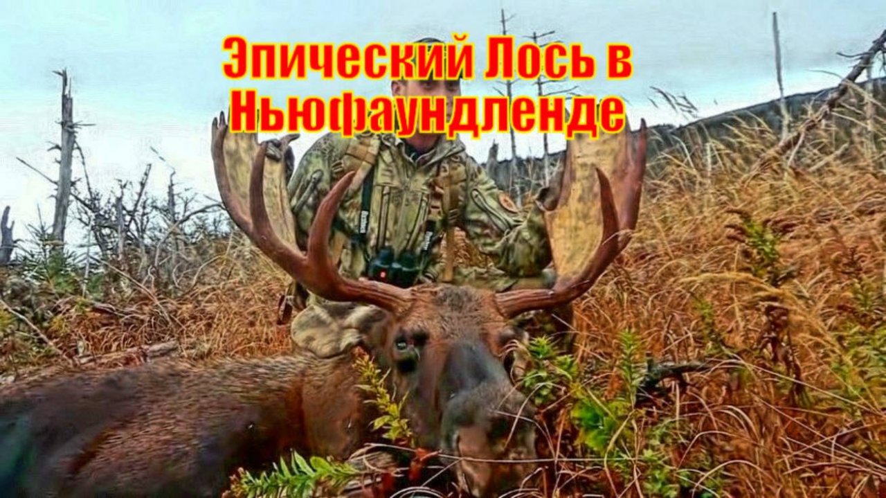 Неудержимый морской пехотинец убивает эпического Лося в Ньюфаундленде