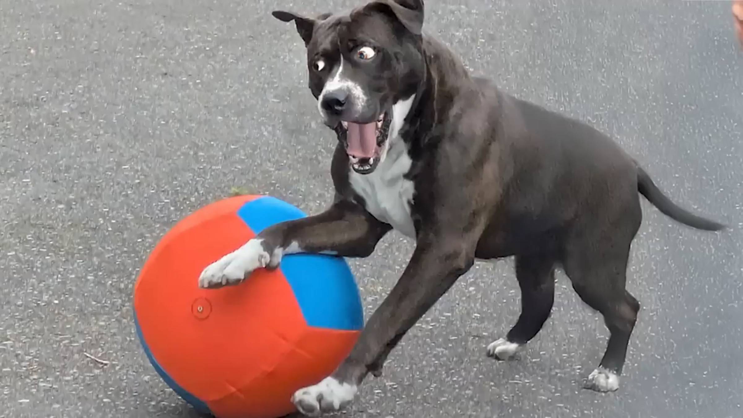 🐶 ЧАС САМЫХ СМЕШНЫХ ВИДЕО 4 С КОШКАМИ И СОБАКАМИ😻🐶 Смешные и милые животные 2025 года