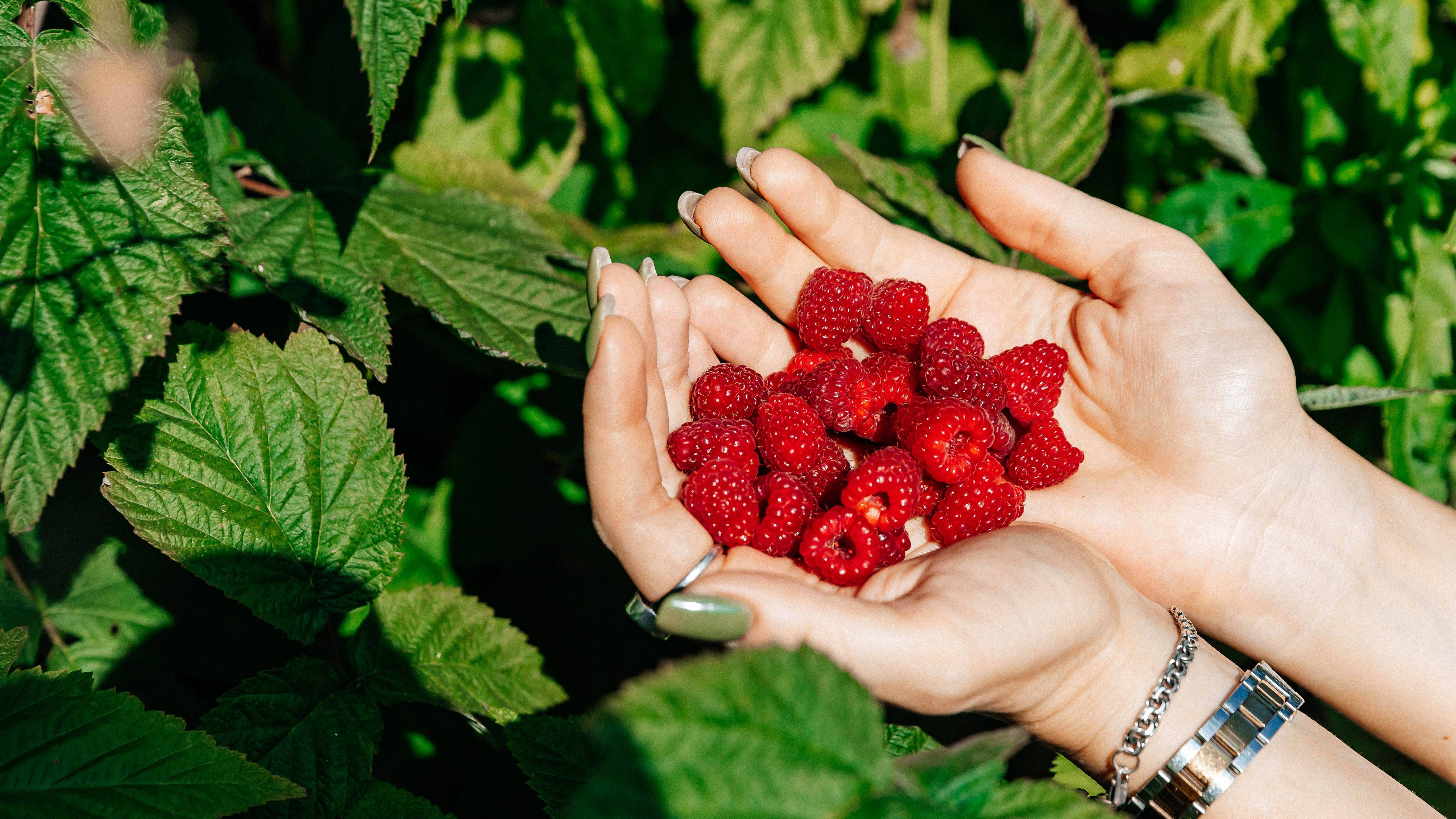 Крестьянское (фермерское) хозяйство «Моя малина»