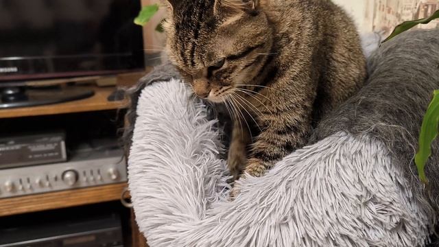 Кошка мнёт свою лежанку