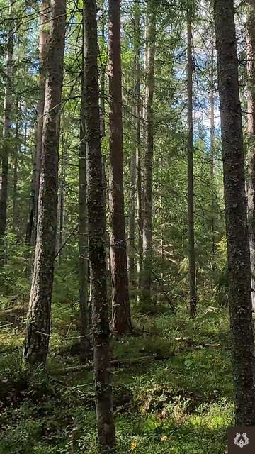 Ликогала древесинная🍄🍄🍄