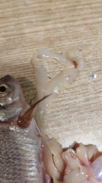 Рыбный червь ? VID_20250913_212118