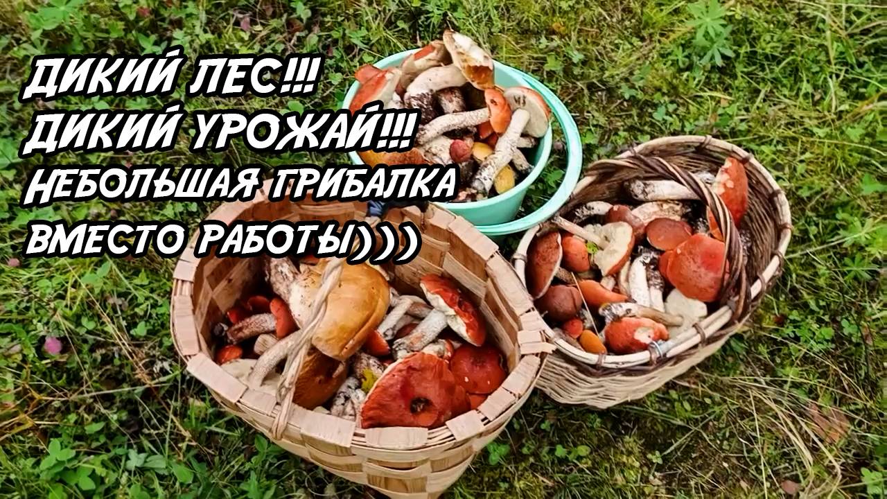 ДИКИЙ ЛЕС!!! ДИКИЙ УРОЖАЙ!!! Небольшая грибалка вместо работы))) 🤩 17.09.25