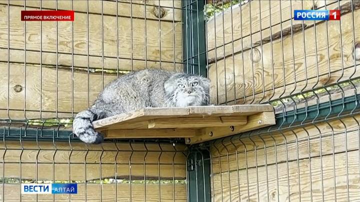 В барнаульском зоопарке манулы приступили к зажировке