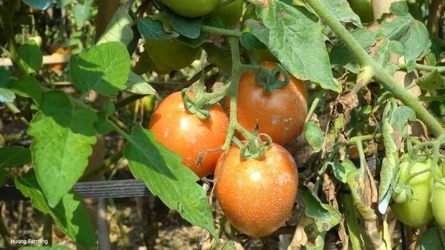 Harvesting Juicy, Ripe Red Tomatoes | Fresh from the Farm | Day by Day Green Gardening. Trieu Mai